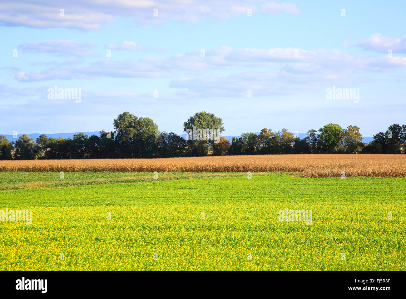 field scenery with rape field, Germany, Baden-Wuerttemberg Stock Photo ...