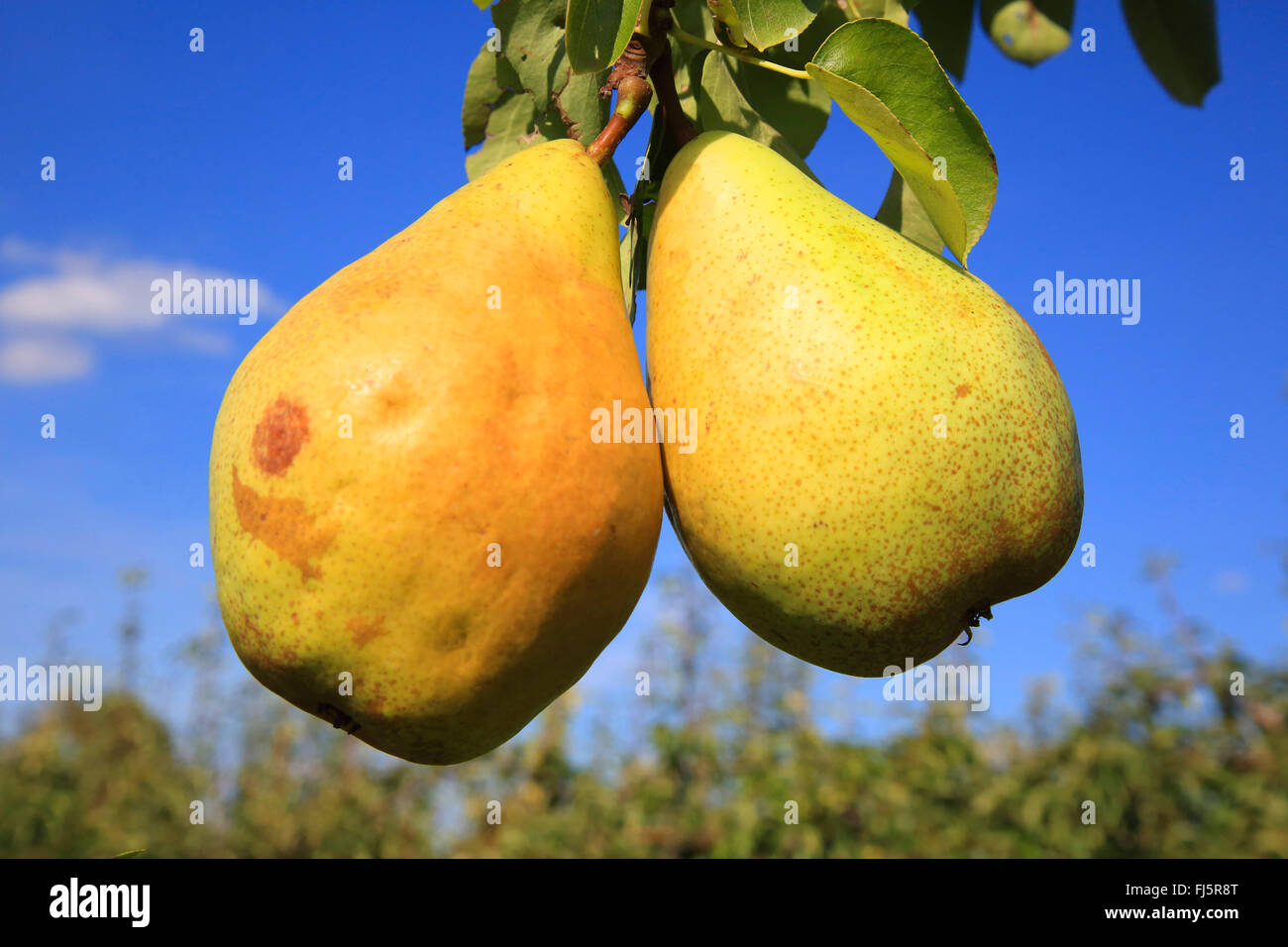 Common pear (Pyrus communis), pears on a tree, Germany Stock Photo - Alamy