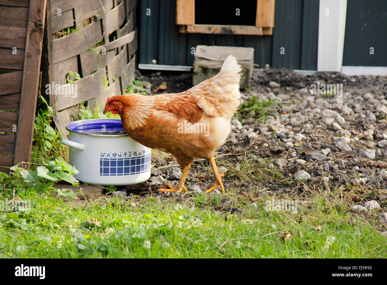 domestic fowl (Gallus gallus f. domestica), brown hen drinks from a pot ...