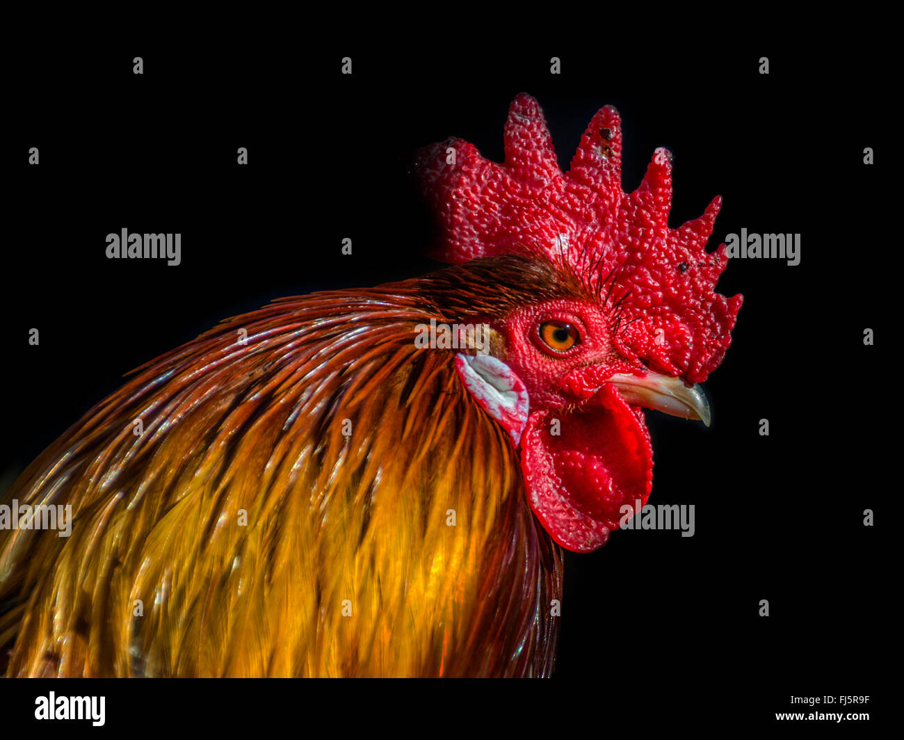 Rooster High Resolution Stock Photography and Images - Alamy
