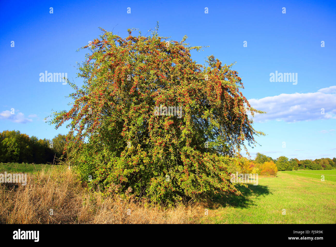 common hawthorn, singleseed hawthorn, English hawthorn (Crataegus ...