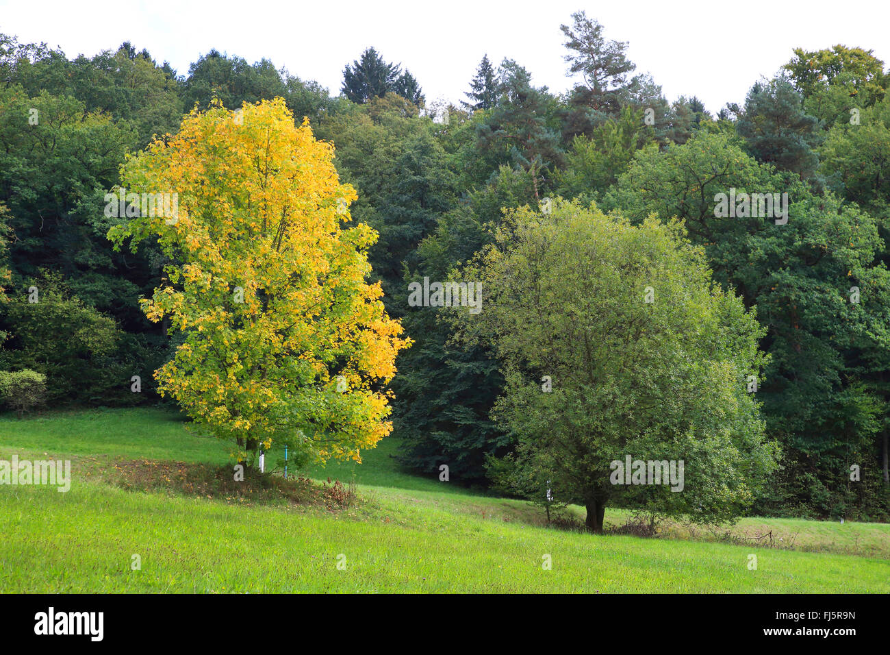 sycamore maple, great maple (Acer pseudoplatanus), sycamore maple in ...