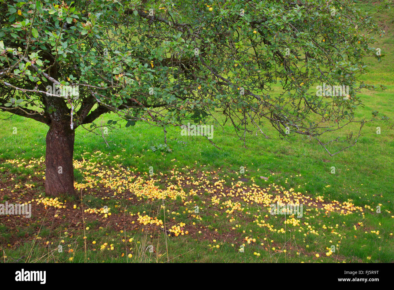 apple tree (Malus domestica), windfall under an apple tree in autumn ...