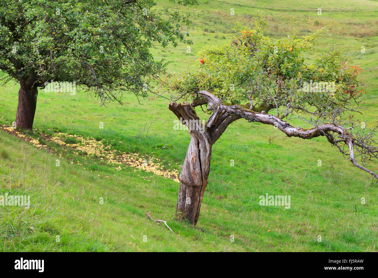 Old apple tree hi-res stock photography and images - Alamy