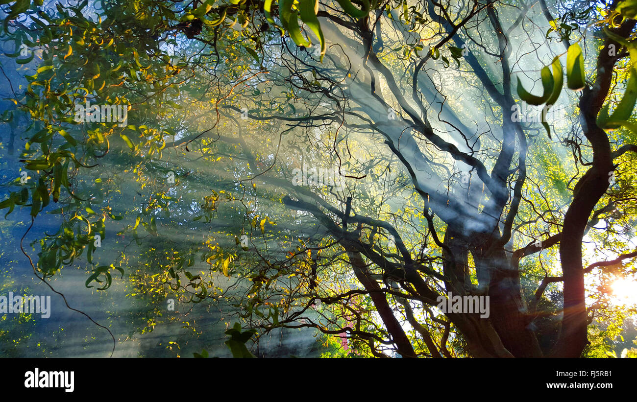 Corkscrew willow, Hankow willow, Curly willow, Dragon's claw, Globe ...