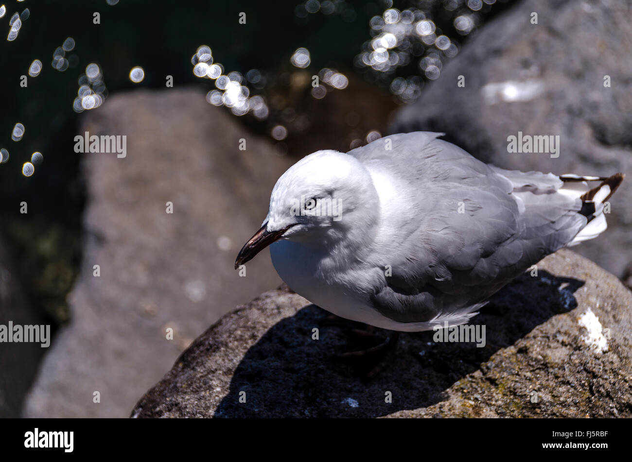 Red billed New Zealand Seagull Stock Photo - Alamy