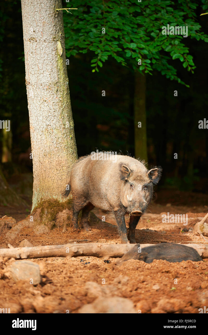 Wild boar sus rubbing tree hi-res stock photography and images - Alamy