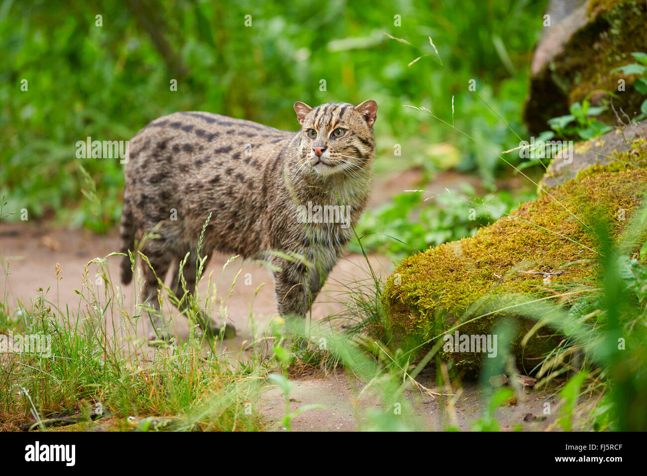 Asiatic wildcat hi-res stock photography and images - Alamy