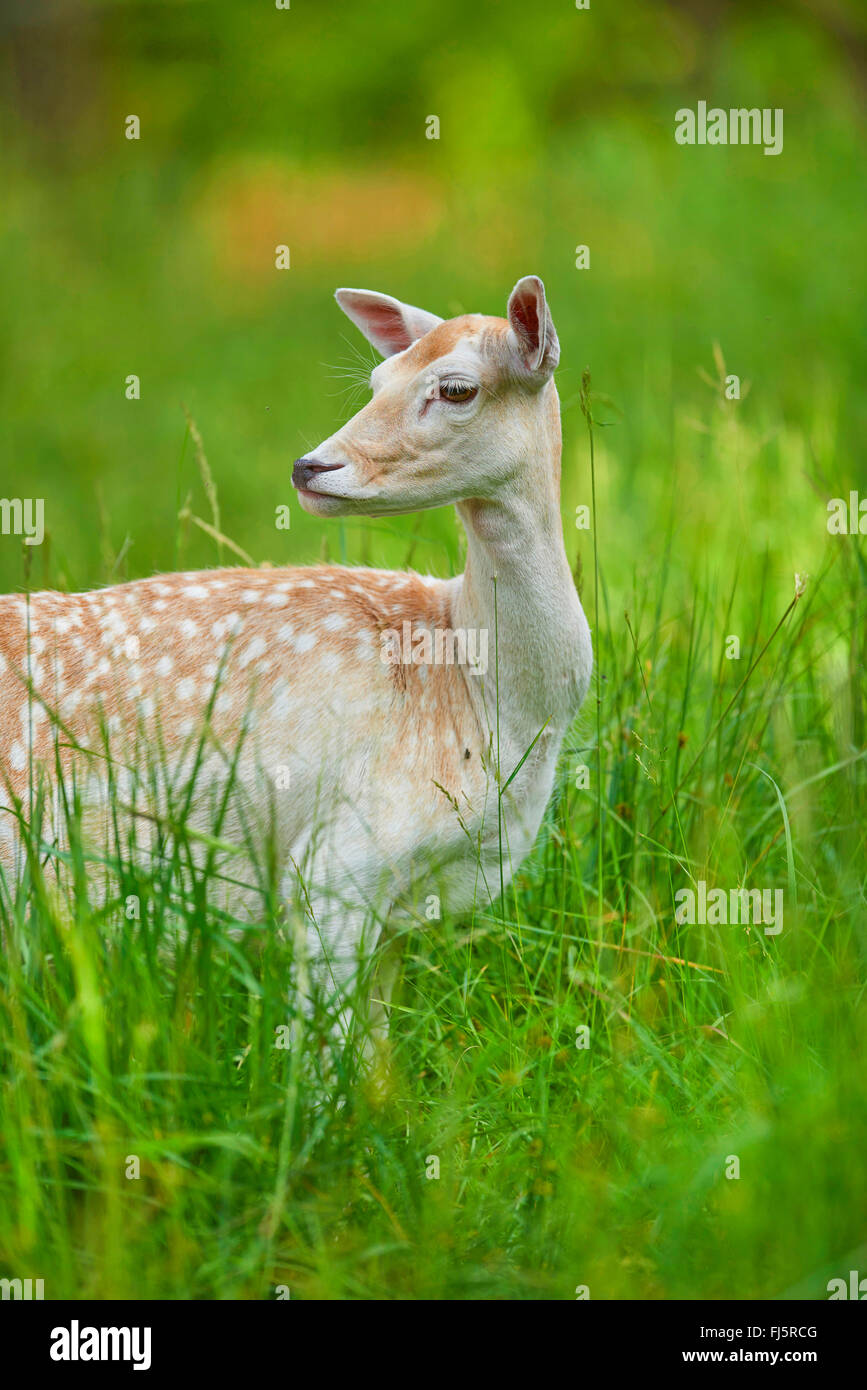 fallow deer (Dama dama, Cervus dama), doe in summer coat standing on ...