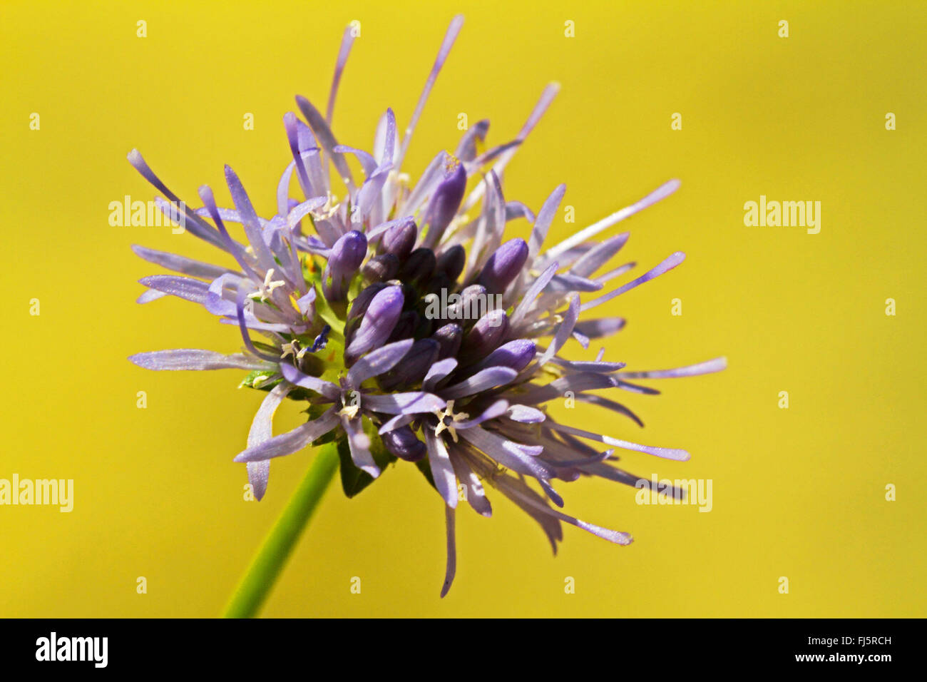 sheep's-bit, sheep's scabious (Jasione montana), inflorescence, Germany ...