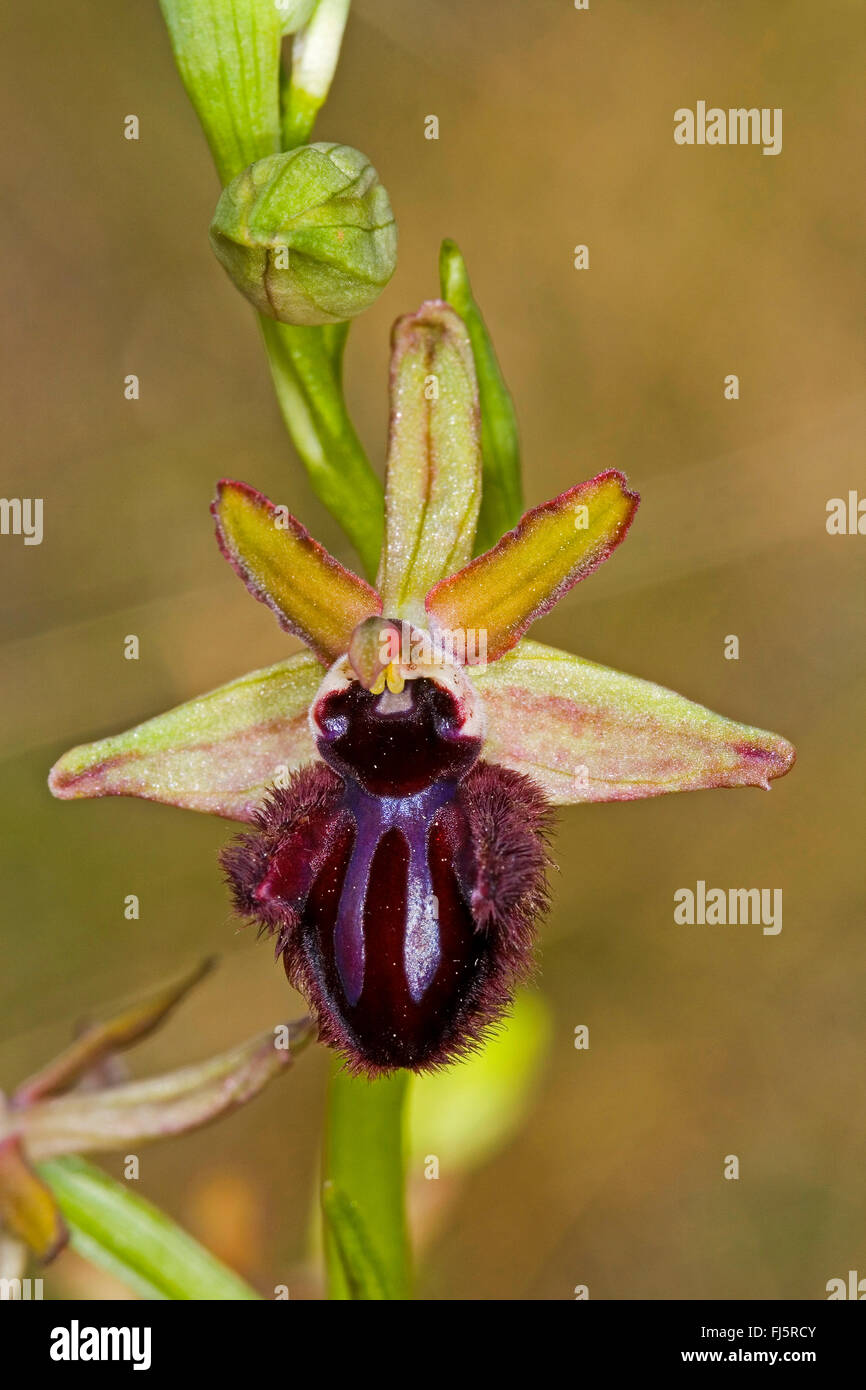 Bosom hi-res stock photography and images - Alamy