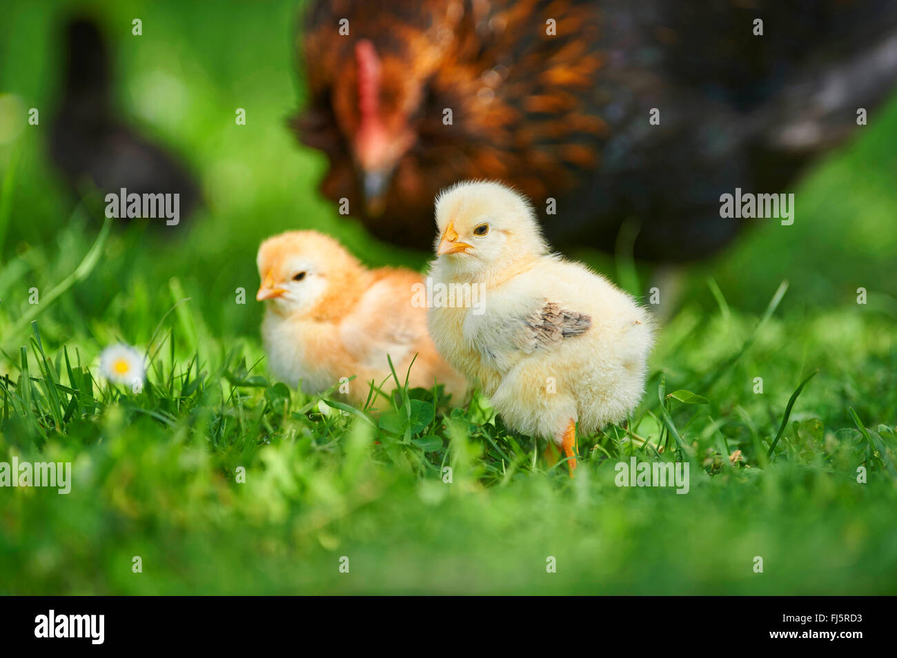 domestic fowl (Gallus gallus f. domestica), two chicks with mother in a ...