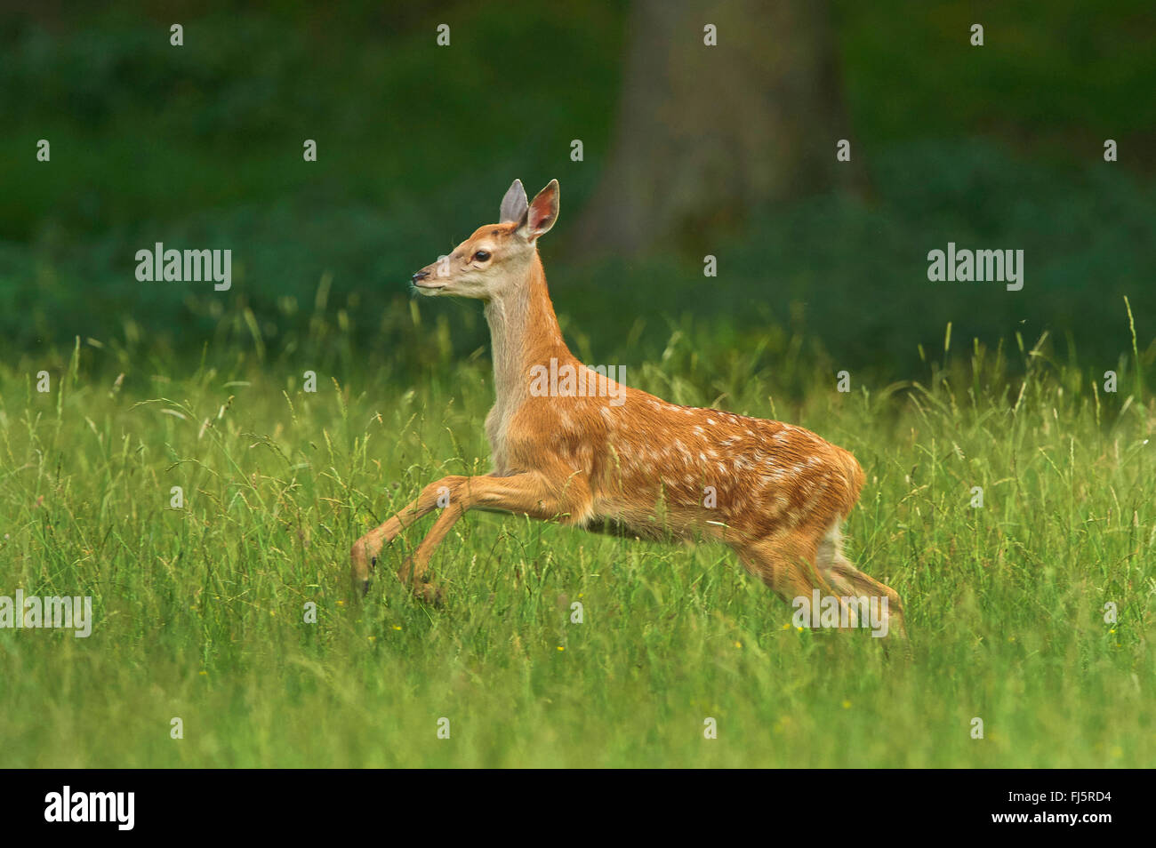 Deer jumping hi-res stock photography and images - Alamy