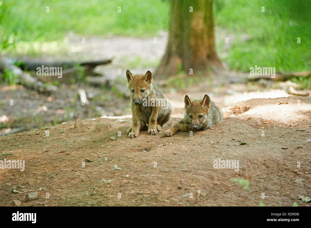 European gray wolf (Canis lupus lupus), two wolf cubs at a tree, Germany, Bavaria Stock Photo ...