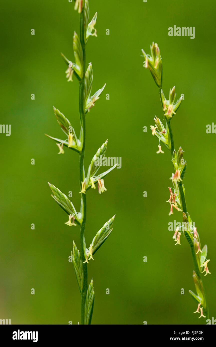 common darnel, common ray, perennial ray, perennial rye-grass (Lolium ...