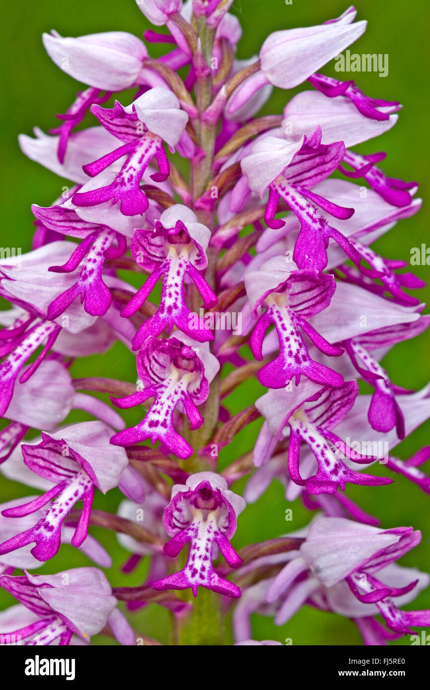military orchid (Orchis militaris), inflorescence, Germany Stock Photo ...