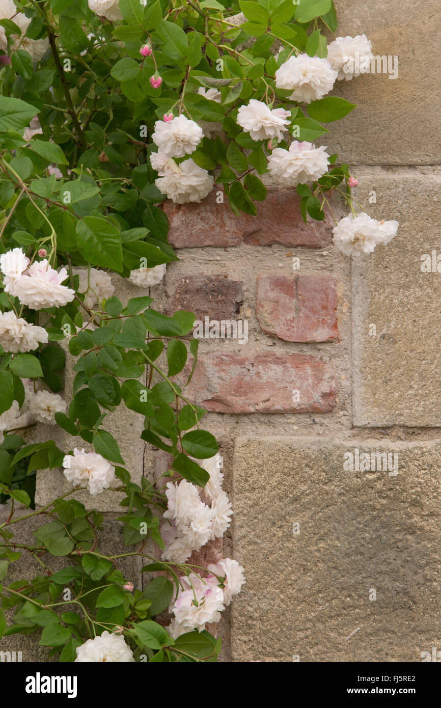 Climbing rose wall hi-res stock photography and images - Alamy