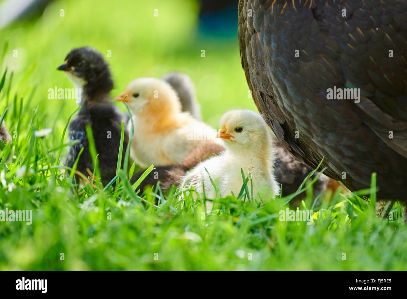 domestic fowl (Gallus gallus f. domestica), chicks in a meadow, Germany ...