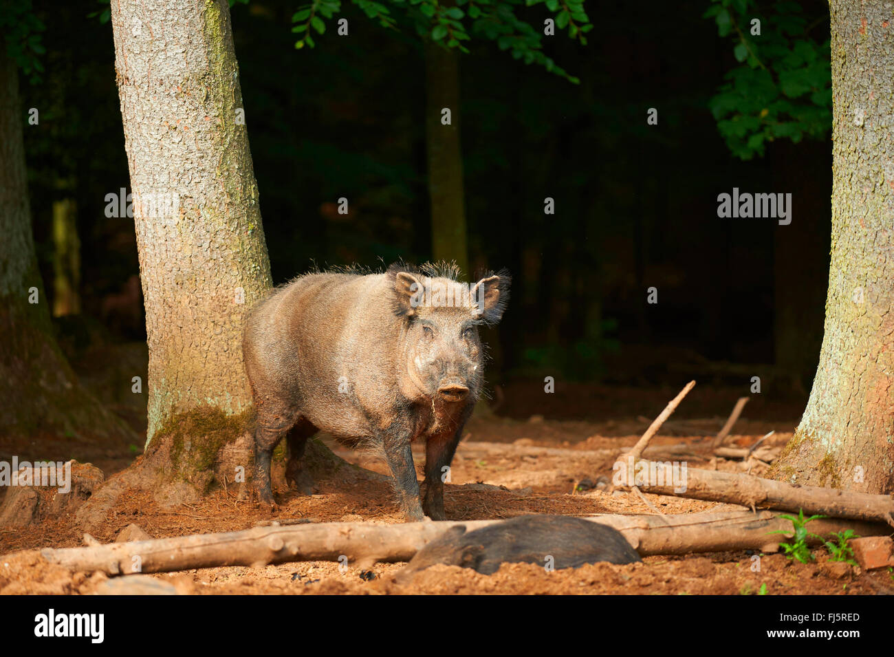 wild boar, pig, wild boar (Sus scrofa), wild boar rubbing at a tree ...