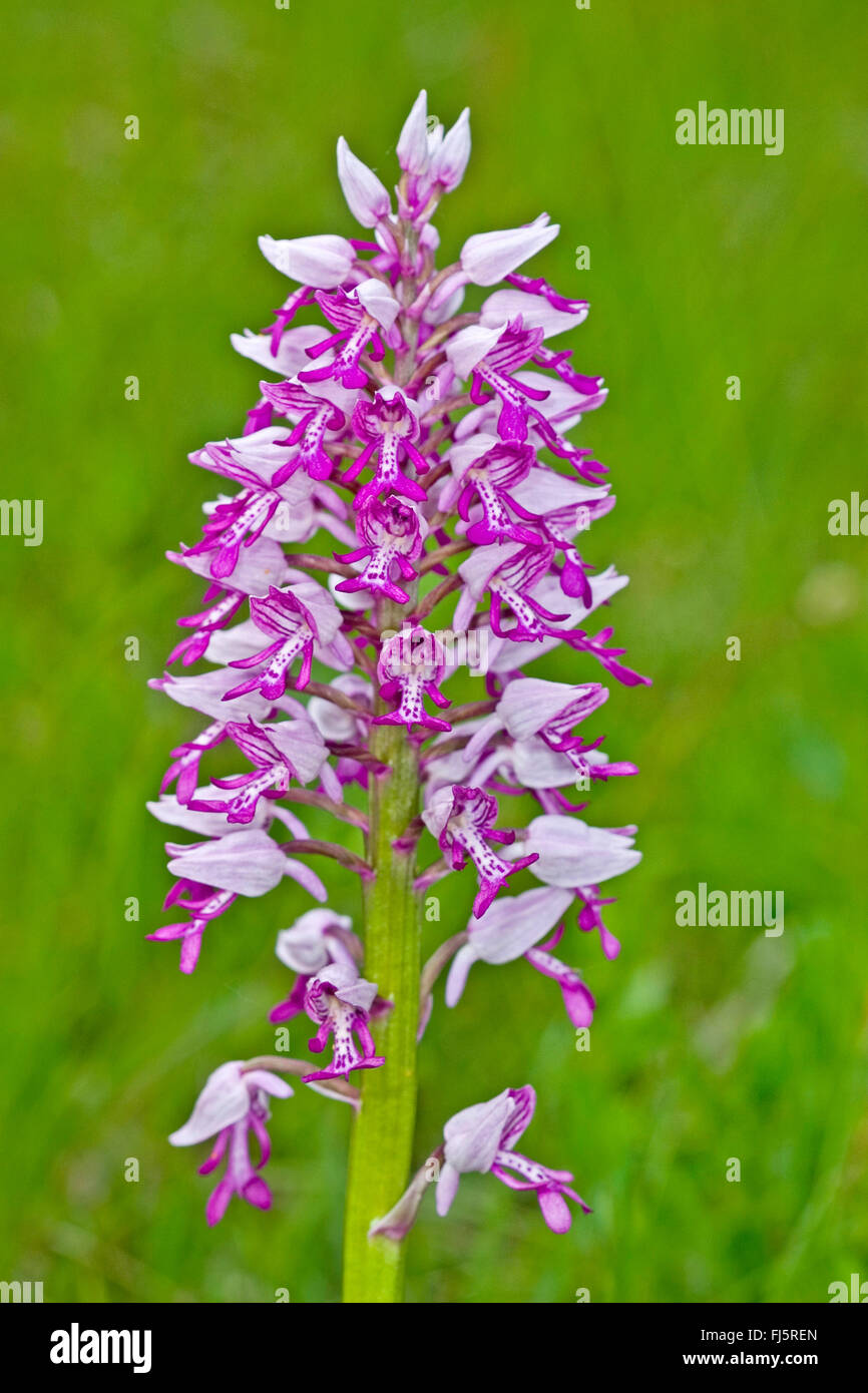 military orchid (Orchis militaris), inflorescence, Germany Stock Photo ...