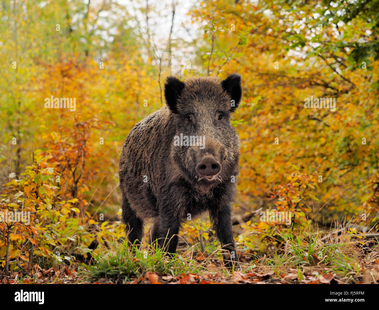 wild boar, pig, wild boar (Sus scrofa), young tusker in autumn woods ...
