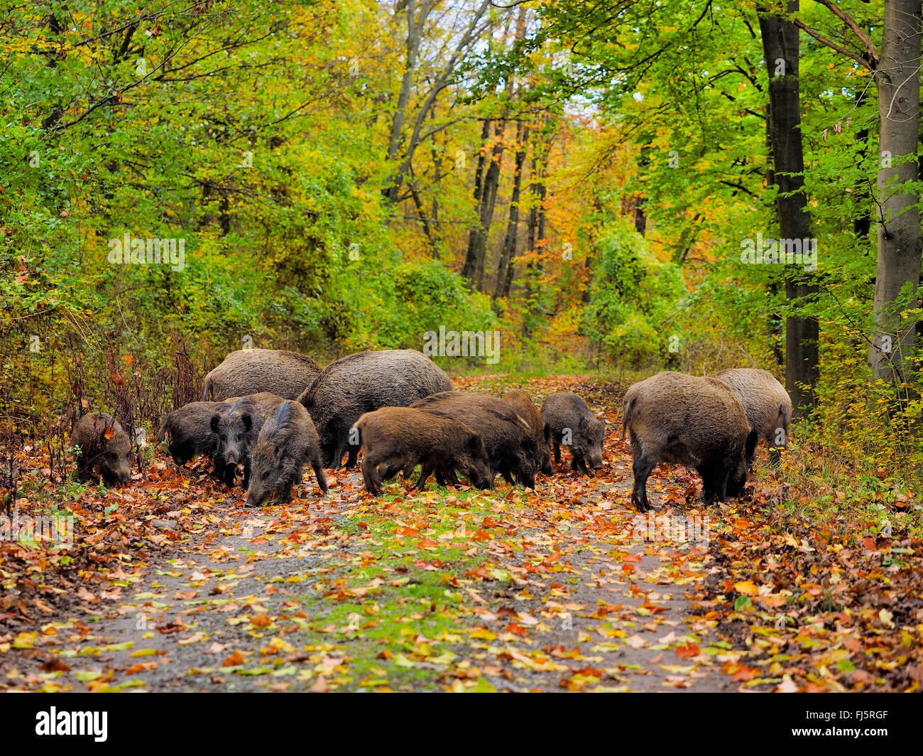 Sounder hi-res stock photography and images - Alamy