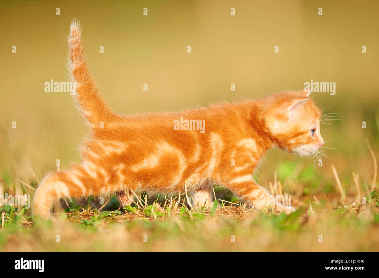 domestic cat, house cat (Felis silvestris f. catus), five weeks old ...