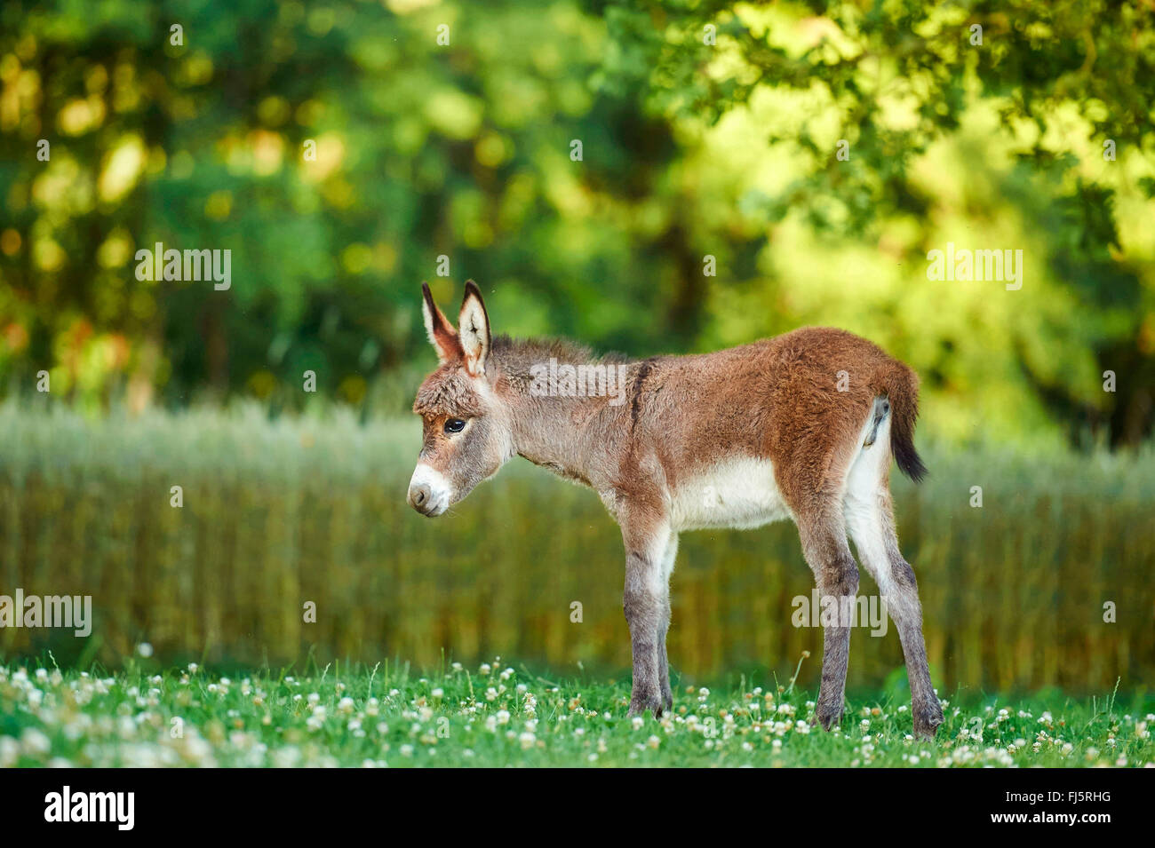 Domestic donkey (Equus asinus asinus), foal standing in a blooming ...