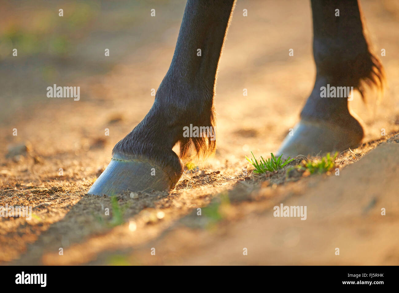 Animal hooves hi-res stock photography and images - Alamy
