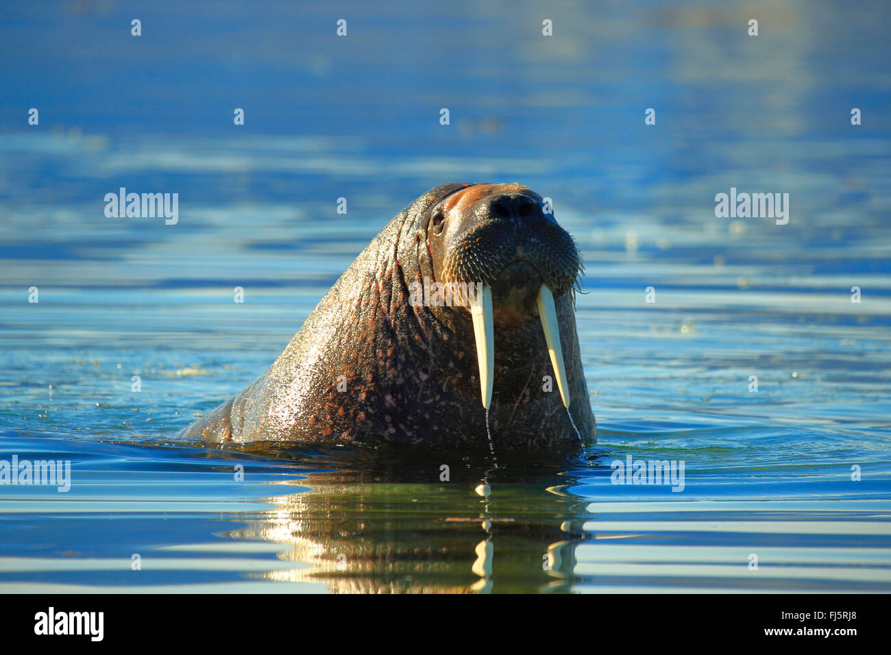 walrus (Odobenus rosmarus), swimming, Norway, Svalbard Stock Photo - Alamy