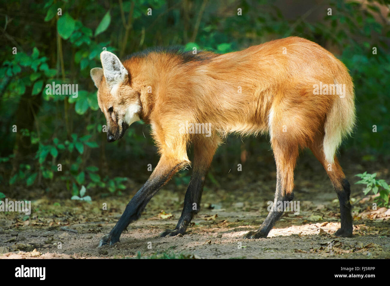maned wolf (Chrysocyon brachyurus), pawing on the ground Stock Photo ...