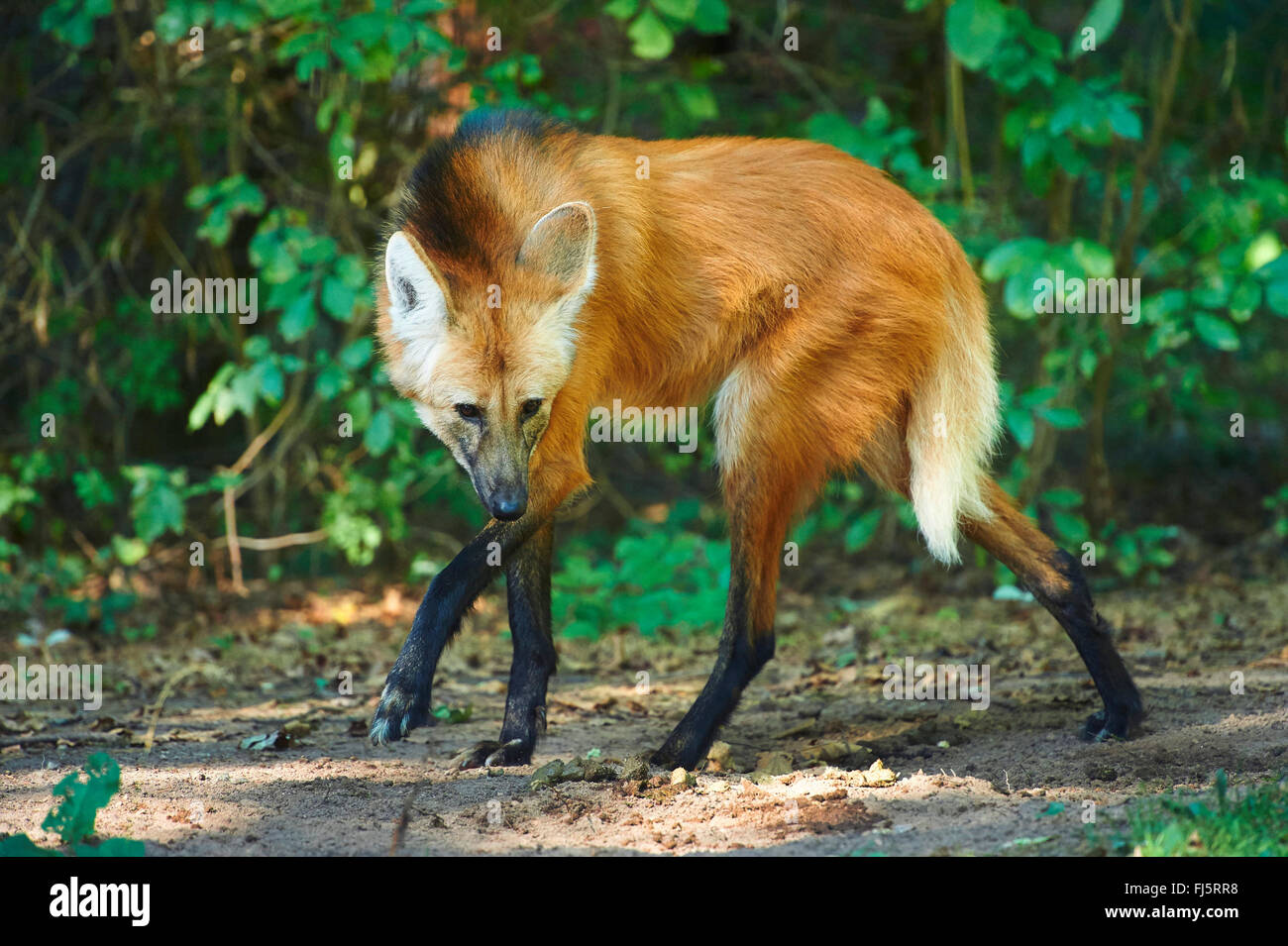 maned wolf (Chrysocyon brachyurus), pawing on the ground Stock Photo ...