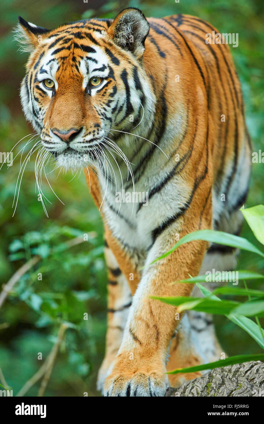 Siberian tiger, Amurian tiger (Panthera tigris altaica), walking Stock ...