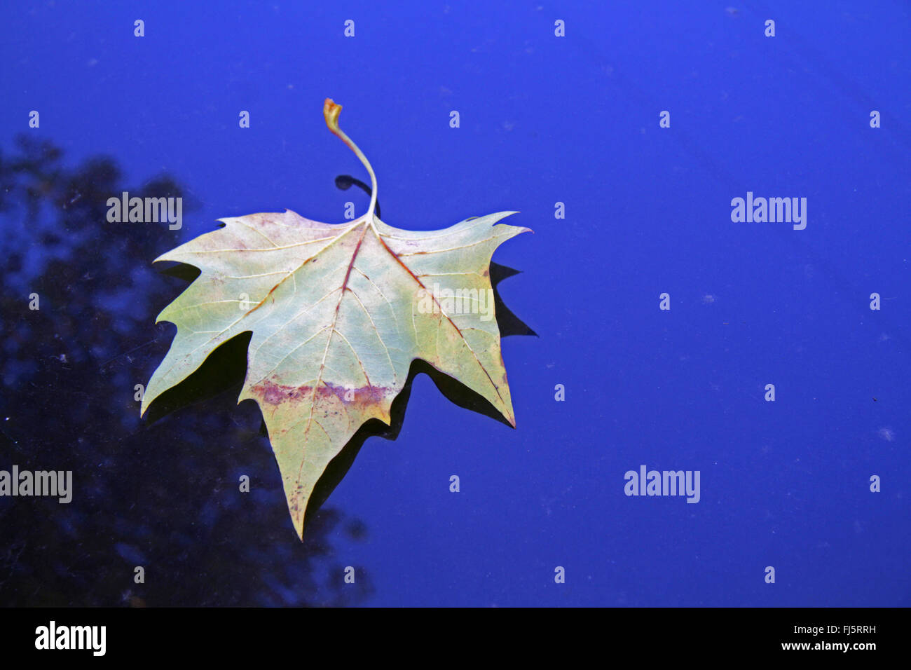 European plane, maple-leaved plane, London plane, London planetree ...
