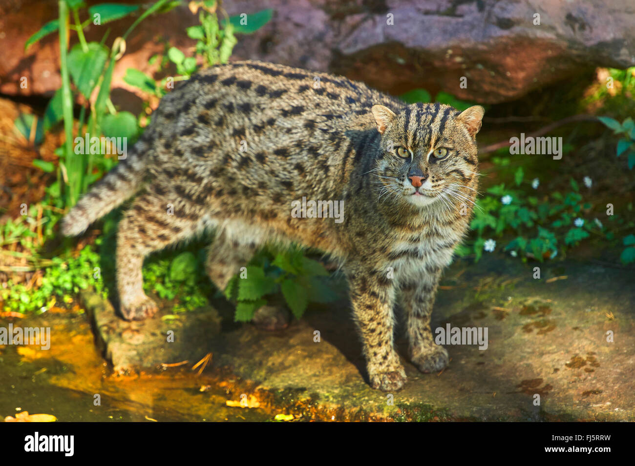 Fishing cat, Yu mao (Prionailurus viverrinus, Felis viverrinus), at a ...