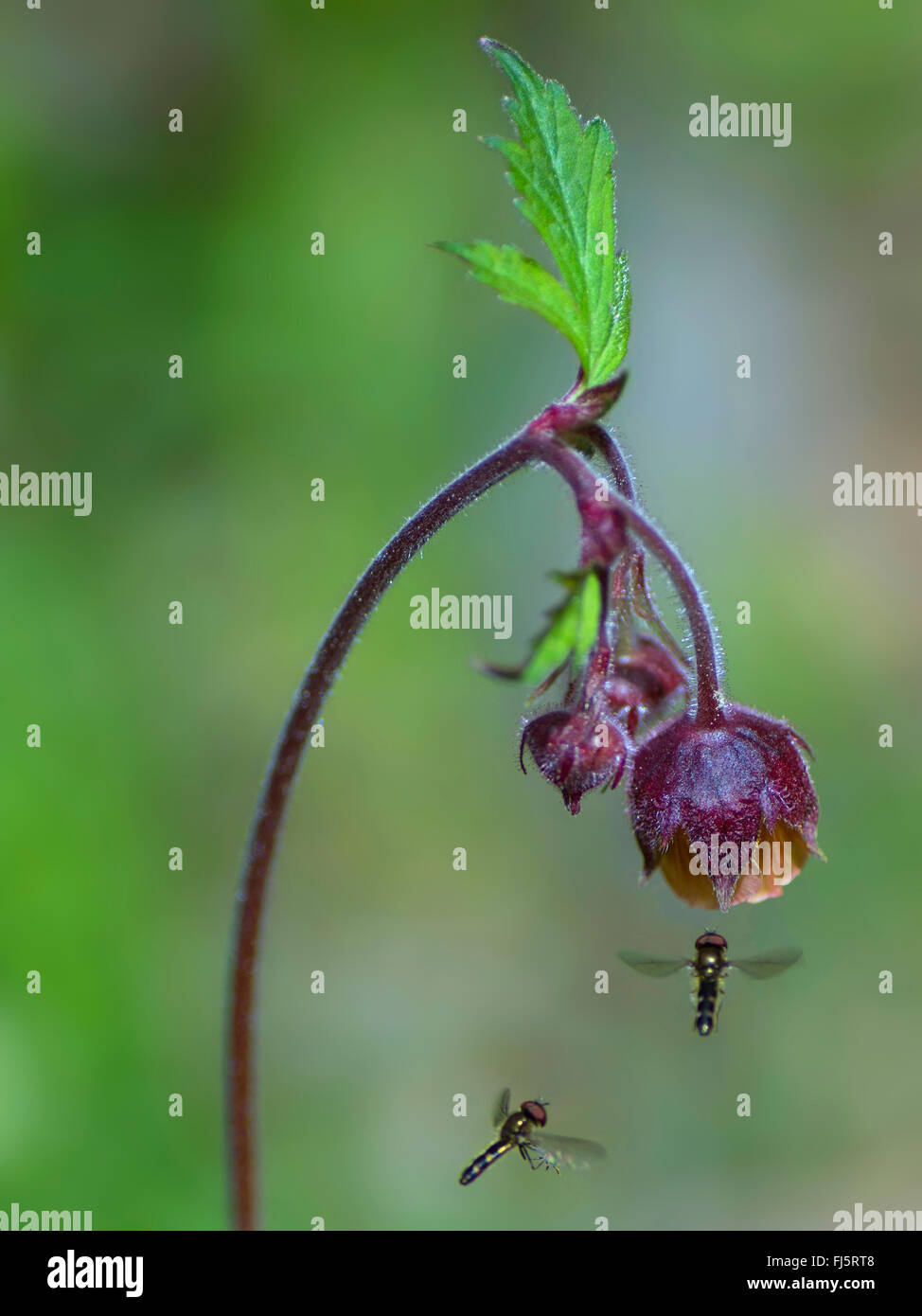 purple avens, water avens (Geum rivale), flower with hover flies ...