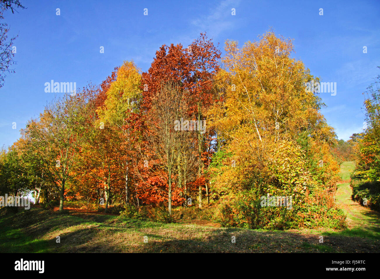nature reserve Mechtenberg in Essen-Kray in autumn, Germany, North ...
