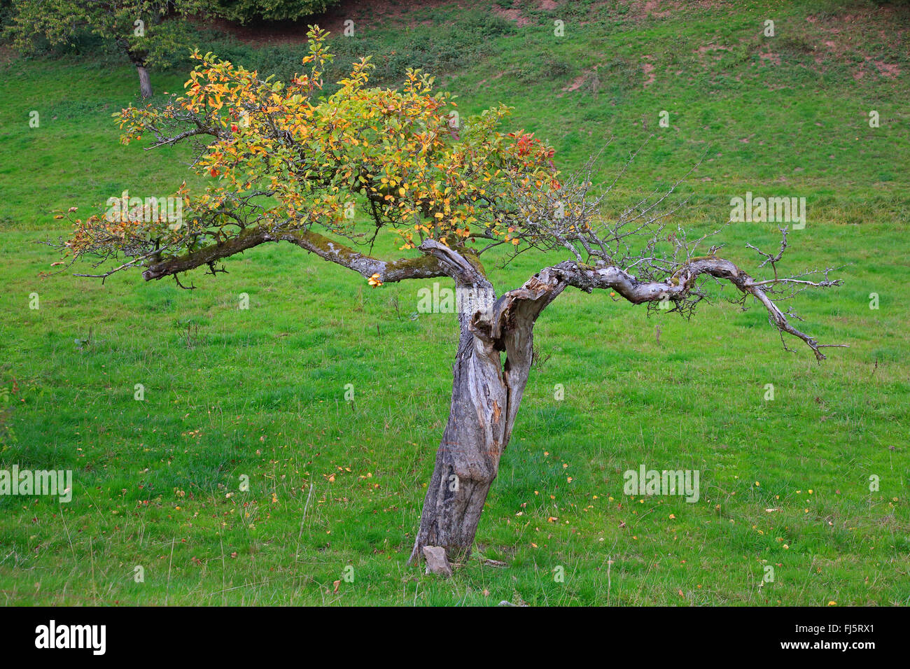 apple tree (Malus domestica), old gnarled tree in autumn, Germany ...