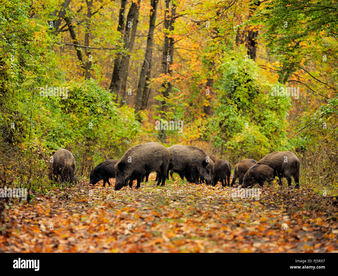 Sounder hi-res stock photography and images - Alamy