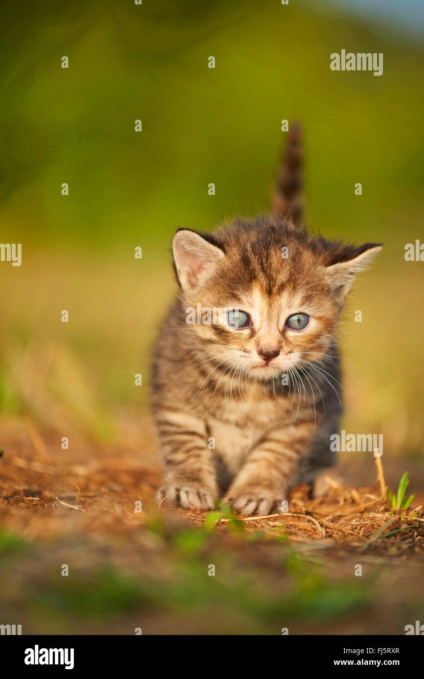 domestic cat, house cat (Felis silvestris f. catus), five weeks old ...