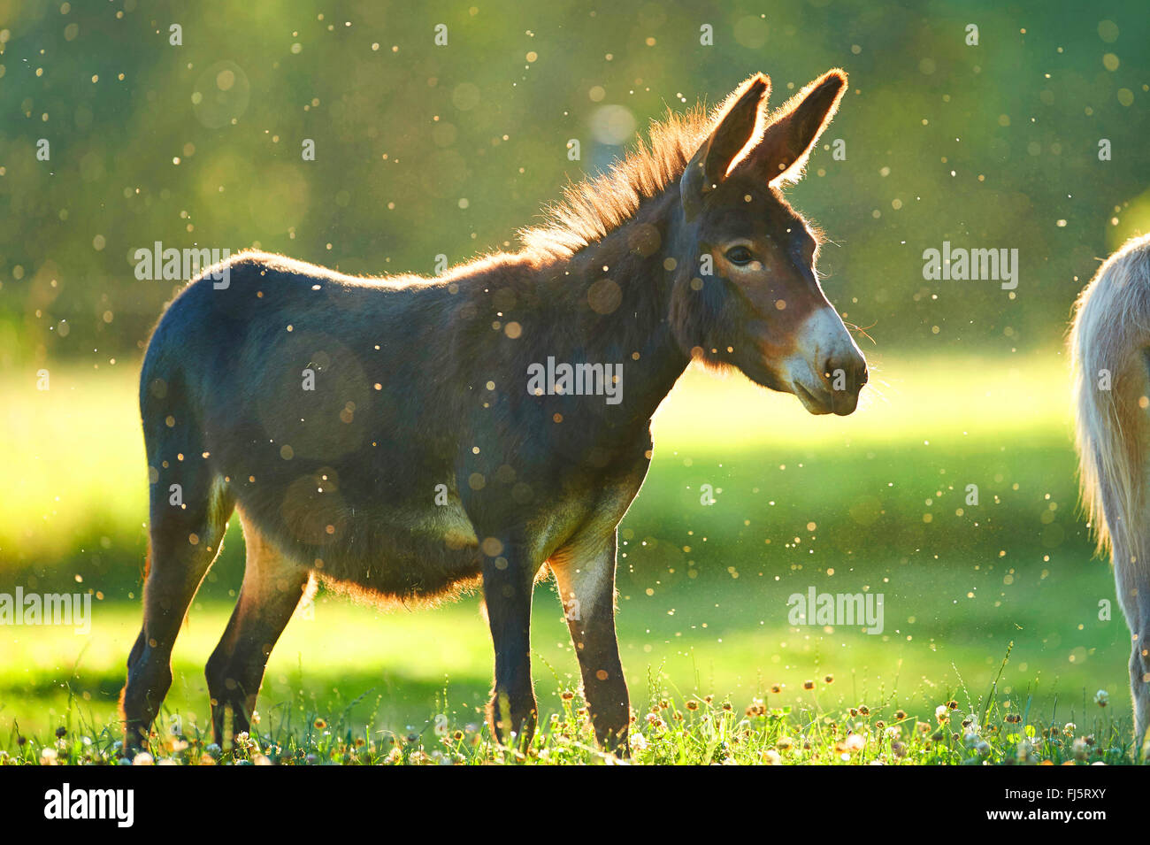 Domestic donkey (Equus asinus asinus), standing in a meadow, Germany ...