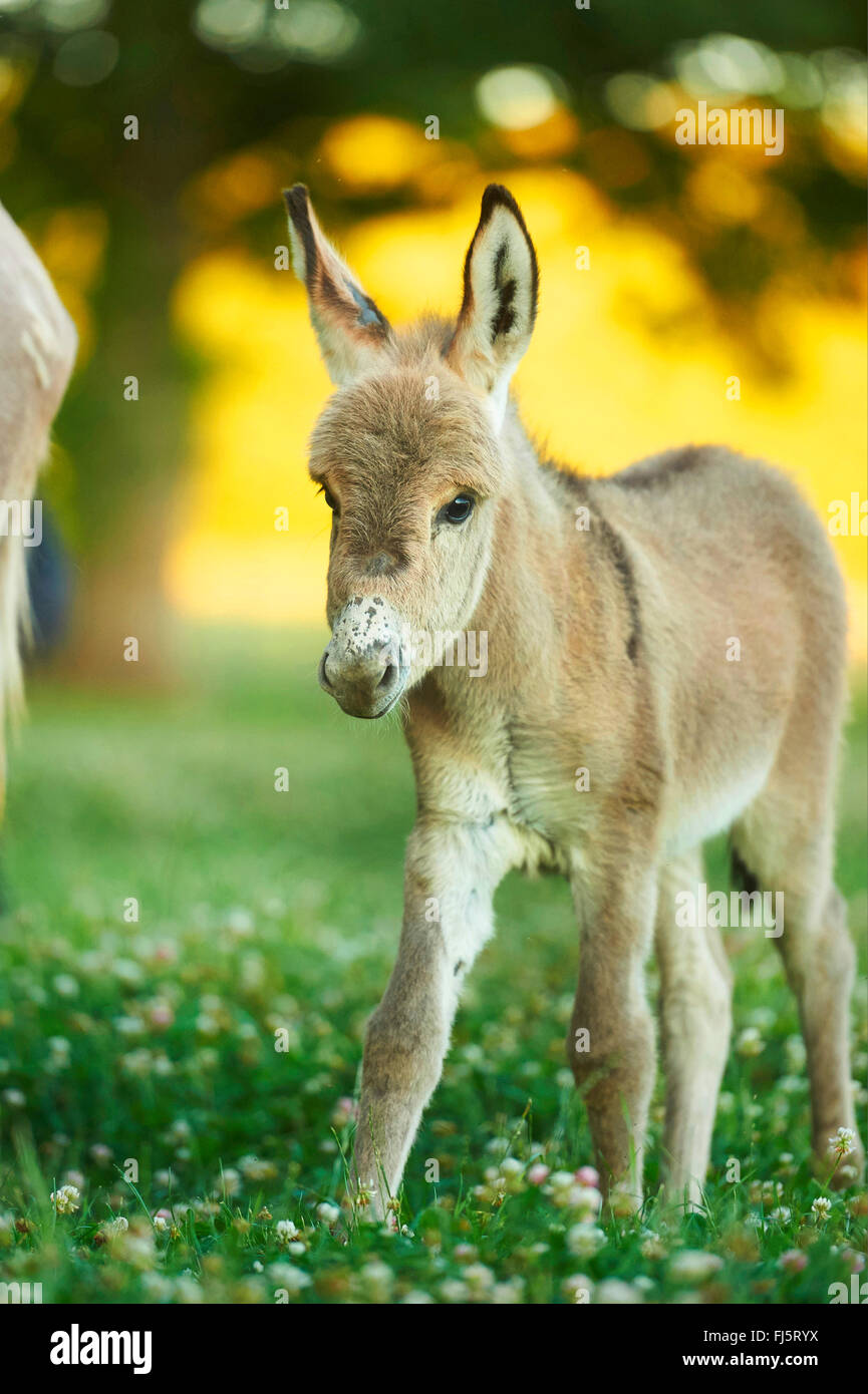 Domestic donkey (Equus asinus asinus), foal standing in a blooming ...