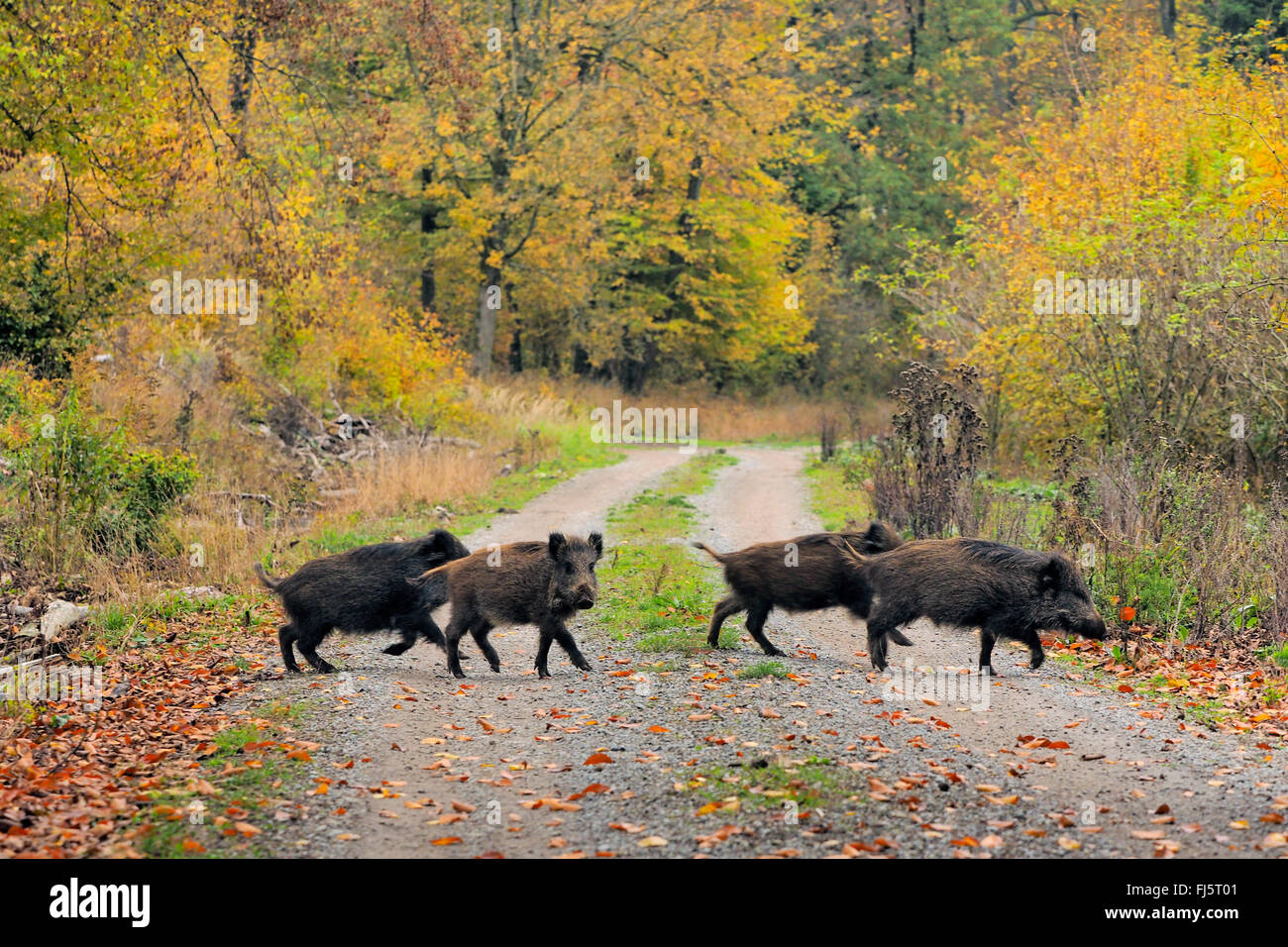 Herd of pigs crossing road germany hi-res stock photography and images ...