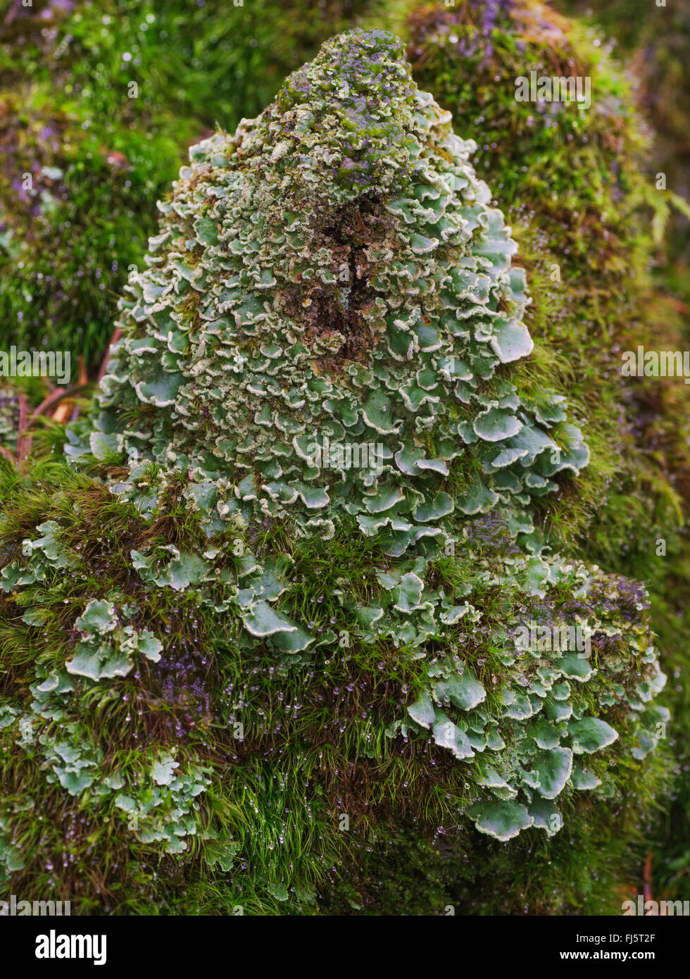 Dog lichen (Peltigera spec.), on moss, Germany, Bavaria, Oberbayern ...