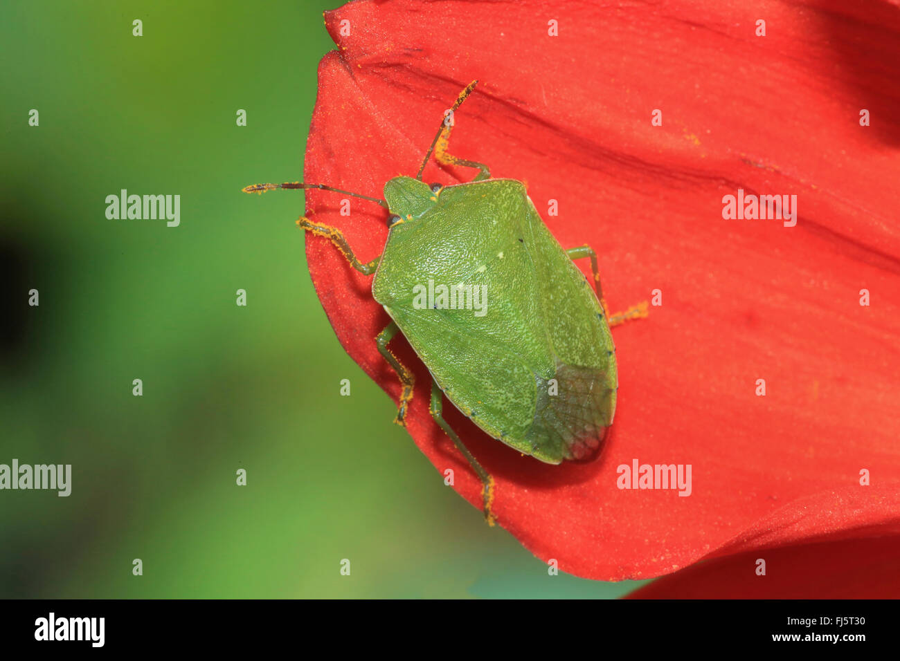 Green shield bug, Common green shield bug (Palomena prasina), on red ...