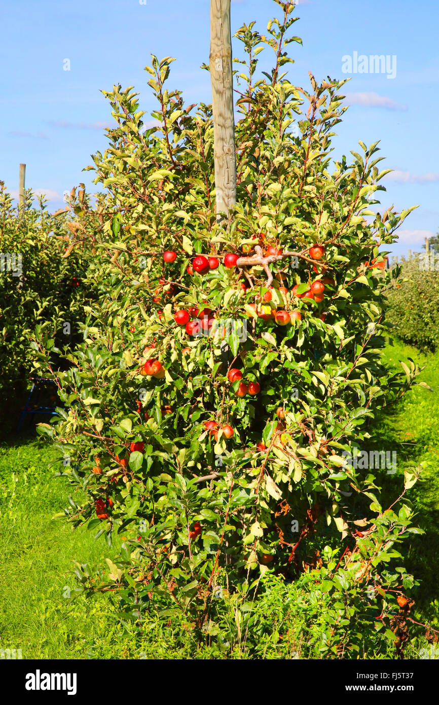 Number one fruits hi-res stock photography and images - Alamy