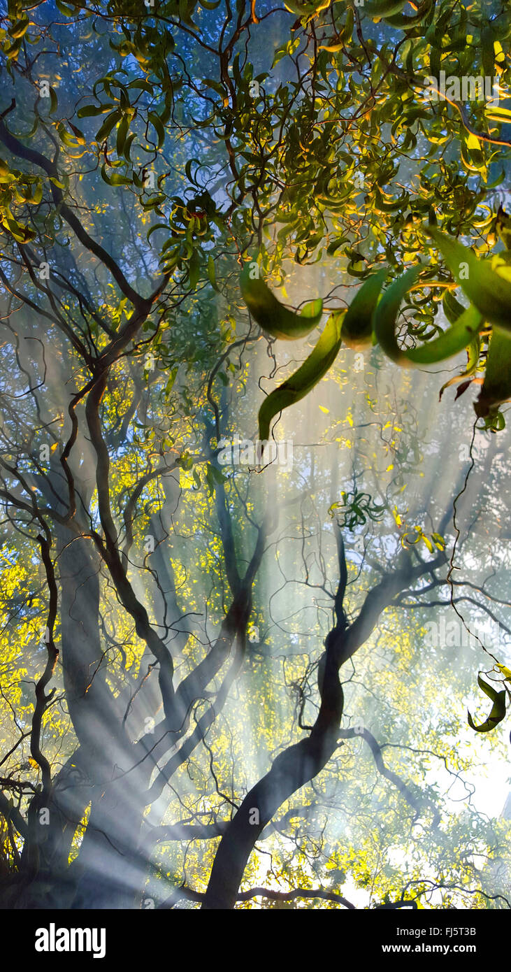 Corkscrew willow, Hankow willow, Curly willow, Dragon's claw, Globe ...