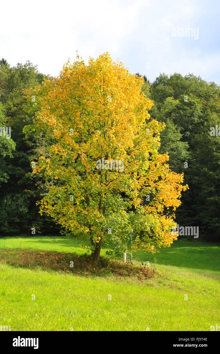 Sycamore acer pseudoplatanus in autumn hi-res stock photography and ...
