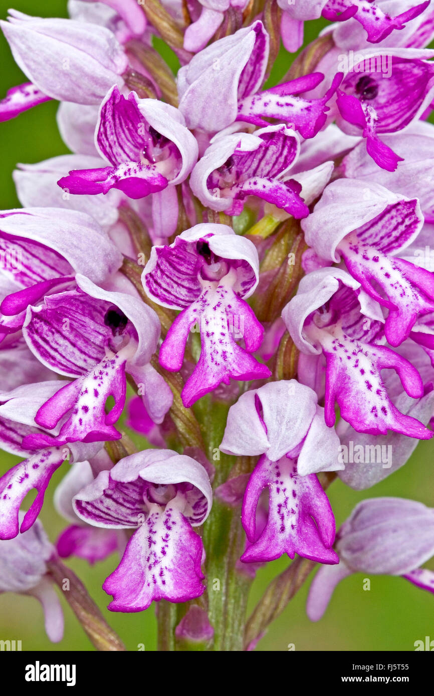 military orchid (Orchis militaris), flowers, Germany Stock Photo - Alamy
