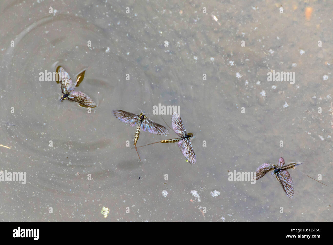 Dead Mayflies High Resolution Stock Photography and Images - Alamy